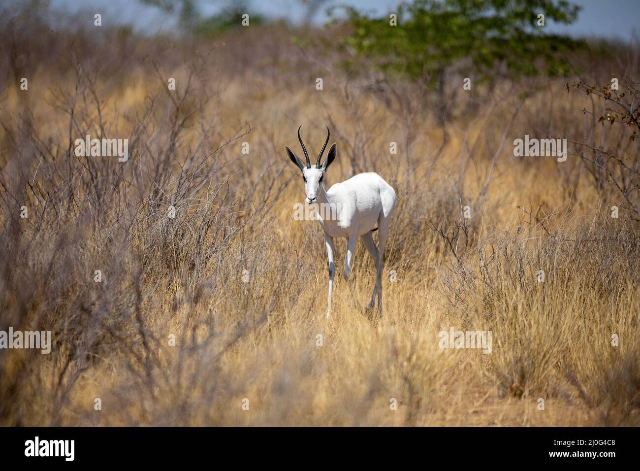 Very rare albino springbok, Etosha National Park, namibia Stock Photo ...