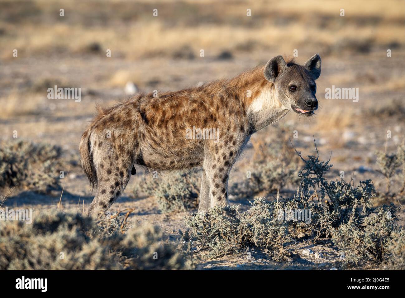 Hyena at Etosha National Park, Namibia Stock Photo - Alamy