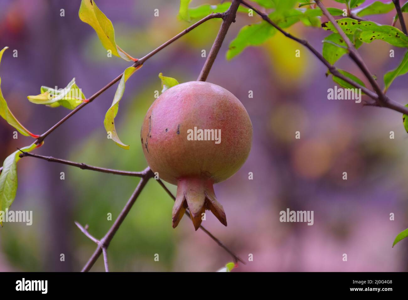 Pomegranate Fruit Budding Stage Stock Photo - Alamy
