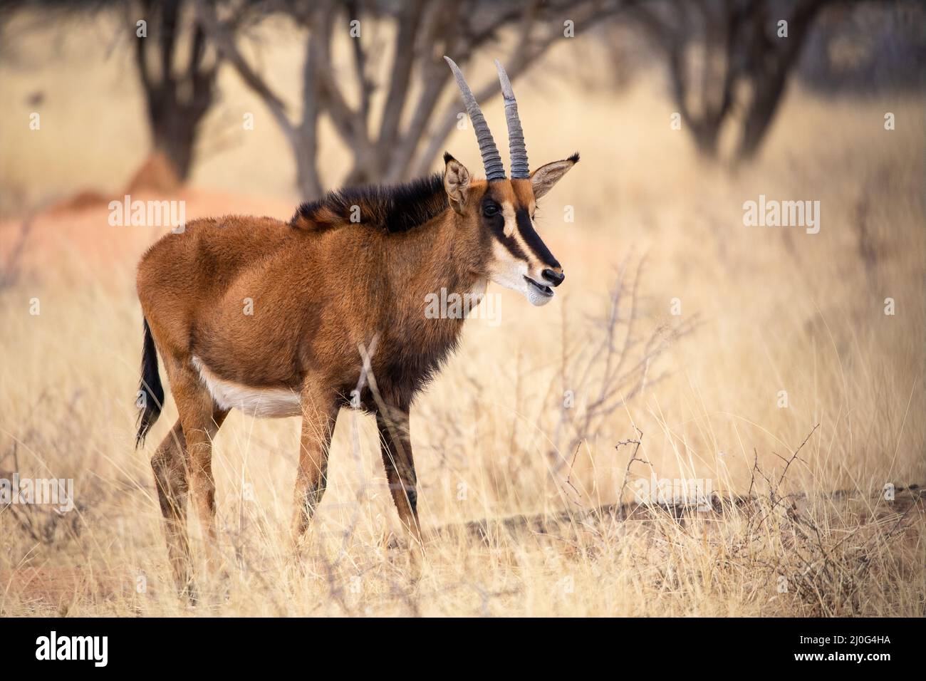 Kruger park antelope hi-res stock photography and images - Alamy