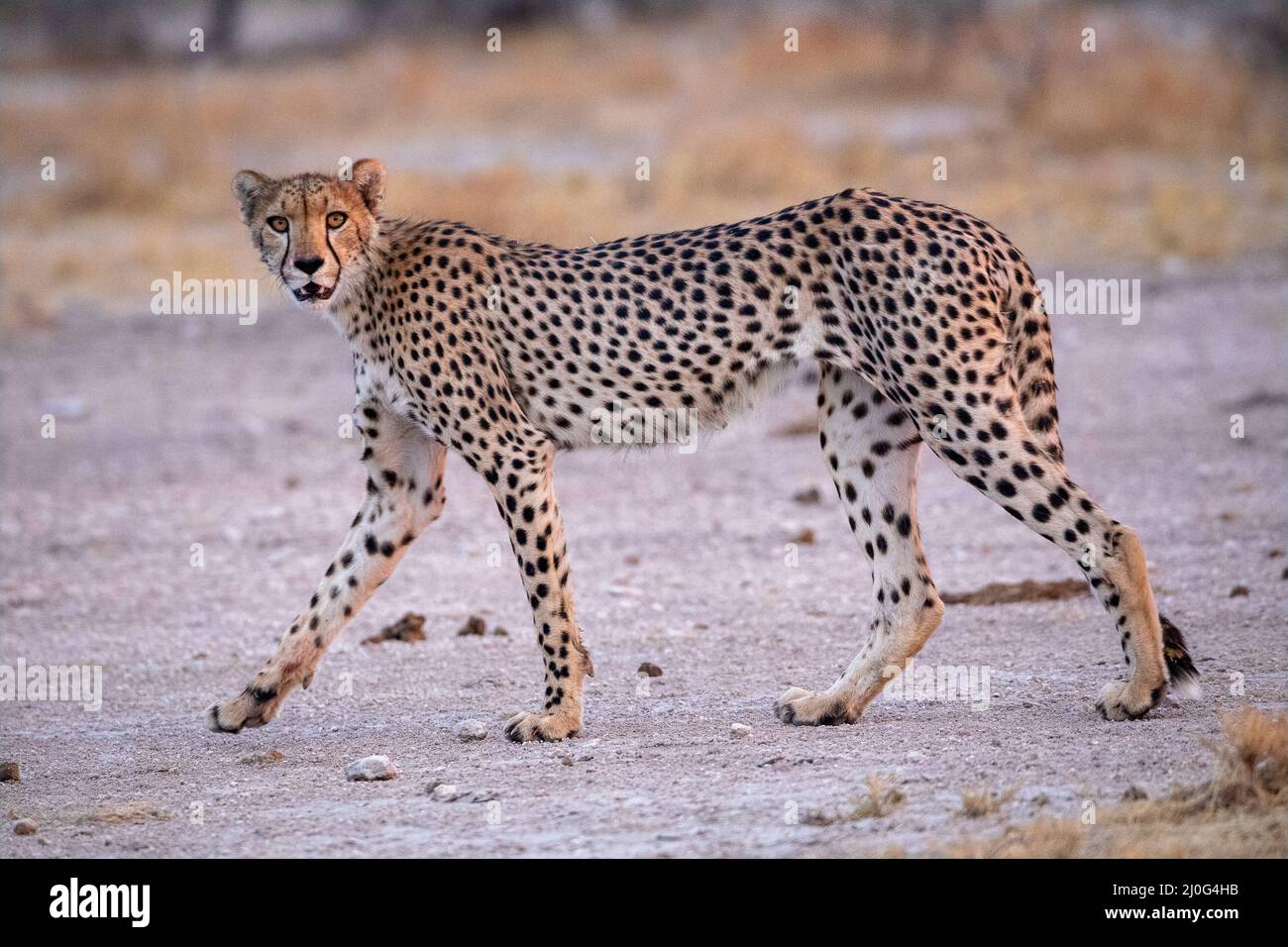 Cheetah landscape hi-res stock photography and images - Alamy