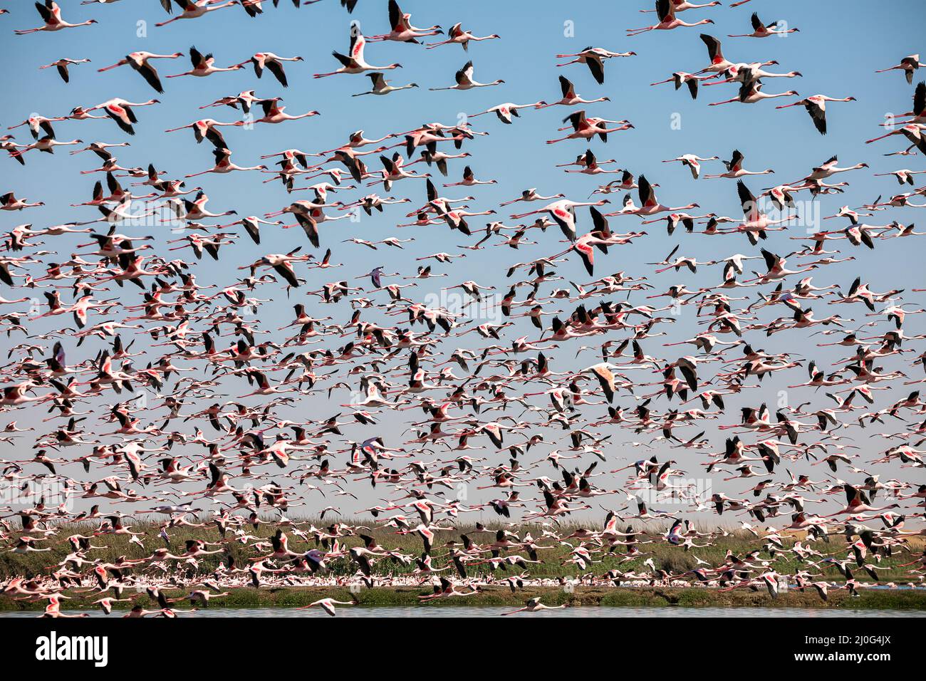 South african flamingoes hi-res stock photography and images - Alamy