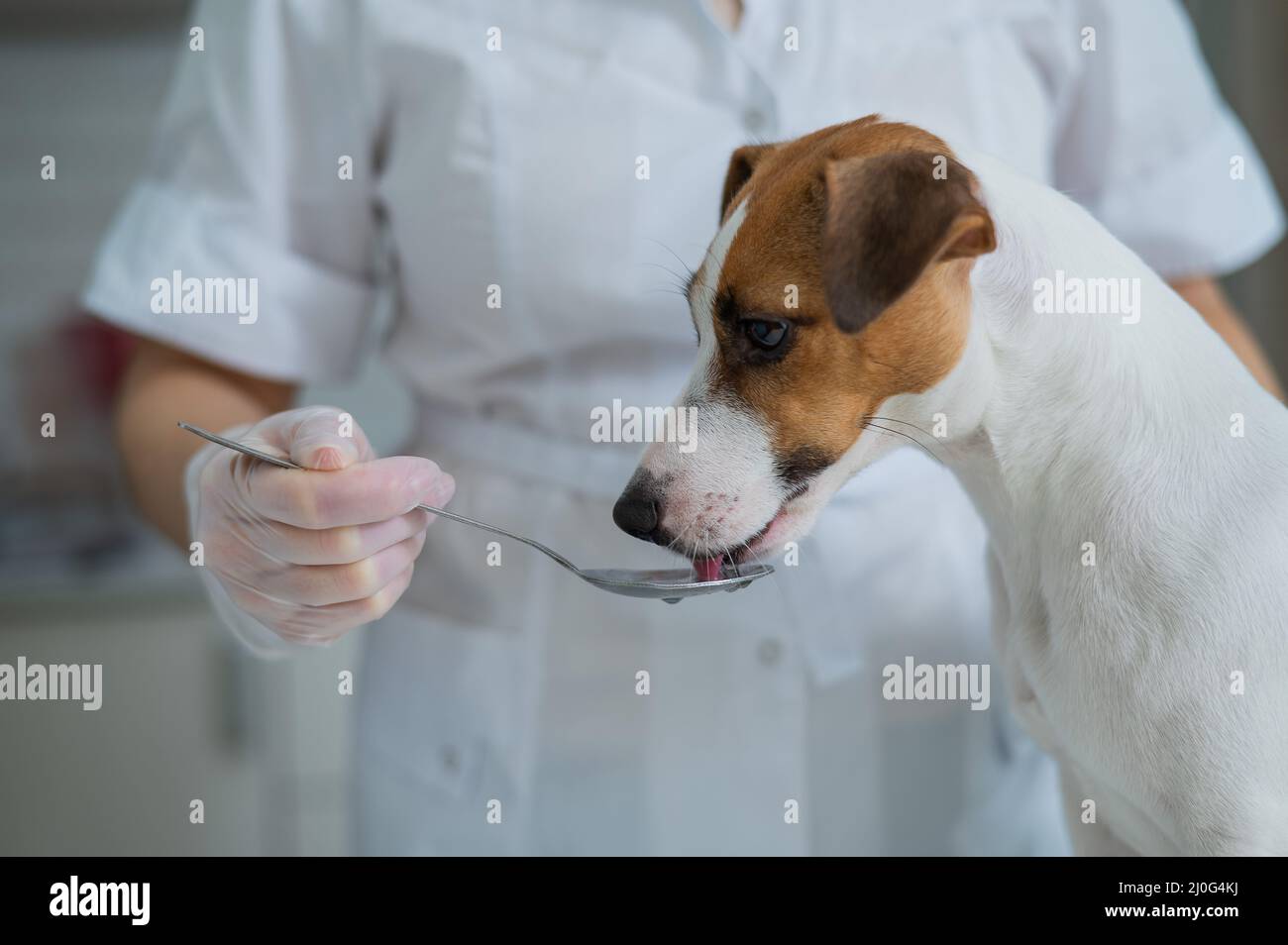 The veterinarian gives liquid medicine to the dog from a spoon Stock ...