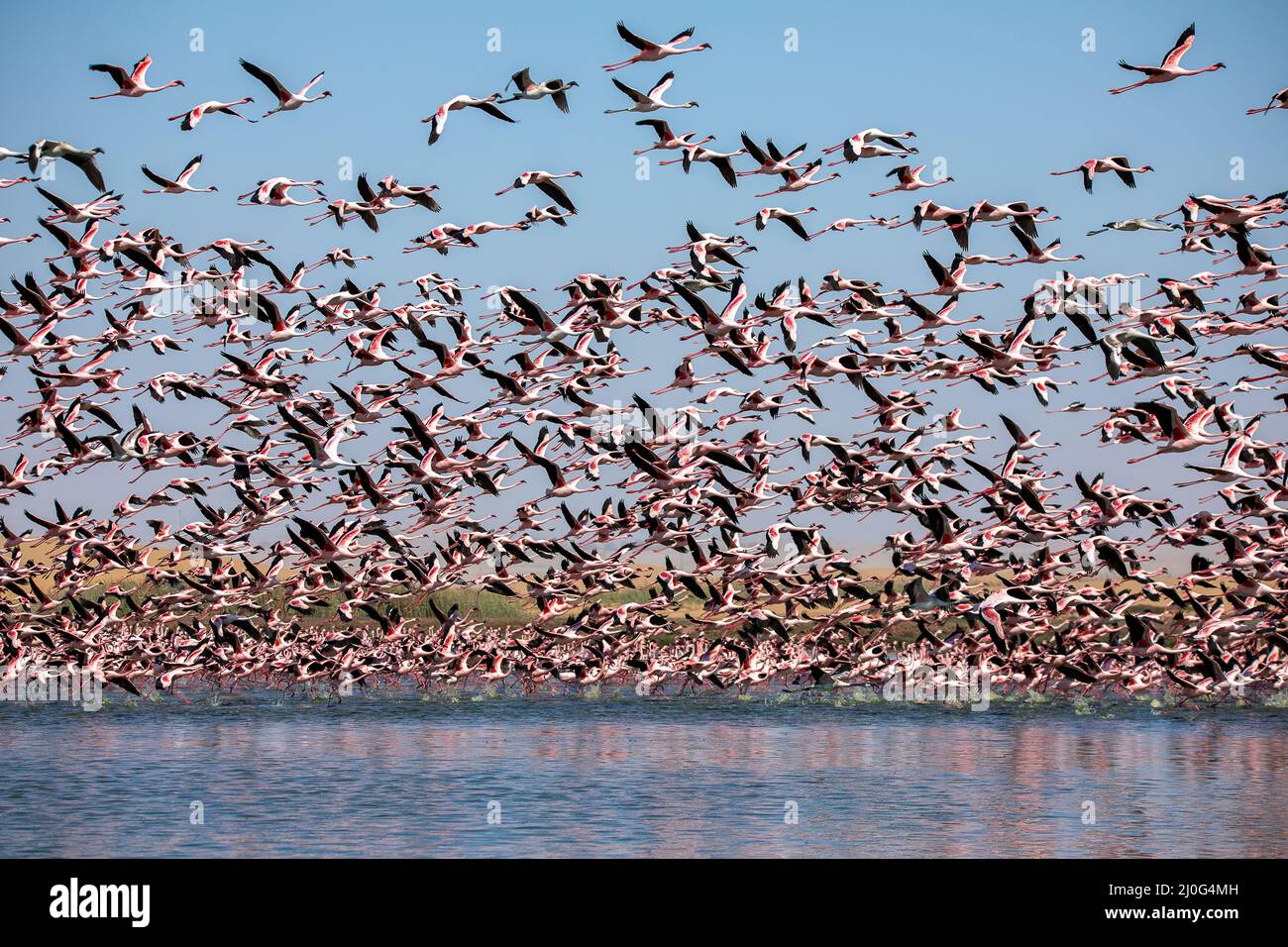 Flamingoes at bird paradise, walvis bay, namibia Stock Photo - Alamy