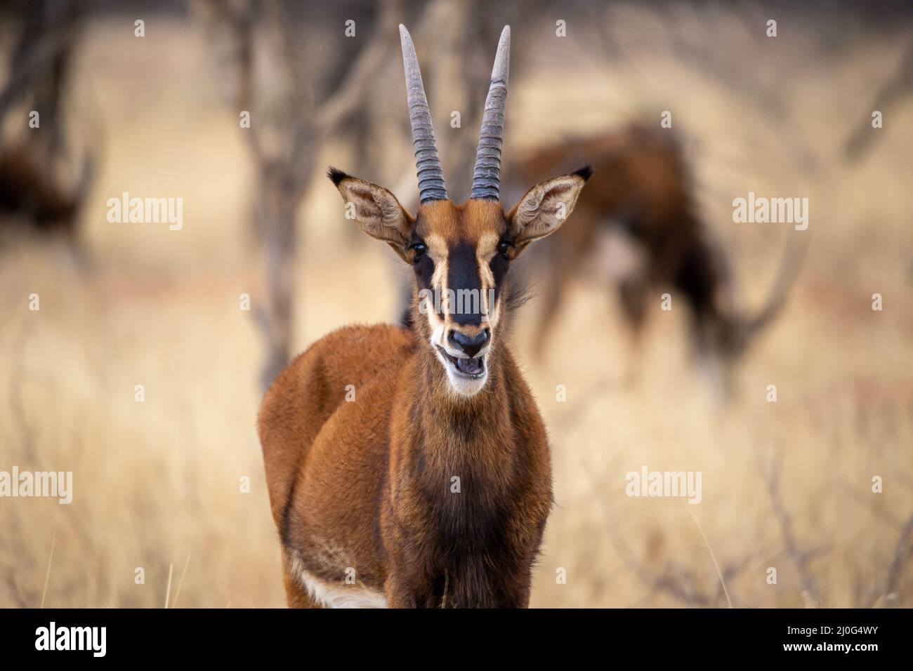 Sable antelope kruger park south hi-res stock photography and images ...