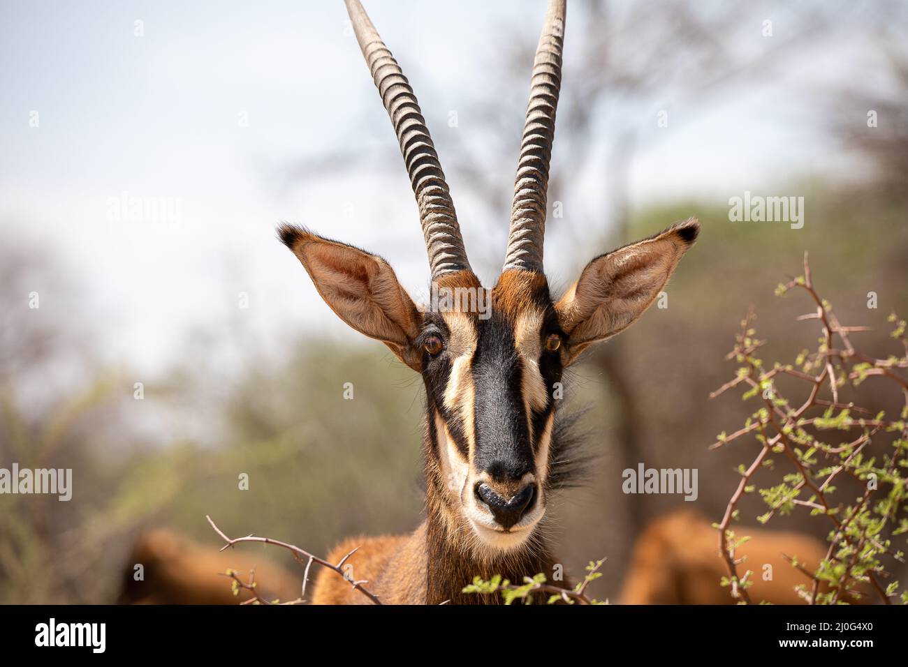 Sable antelope horn hi-res stock photography and images - Alamy