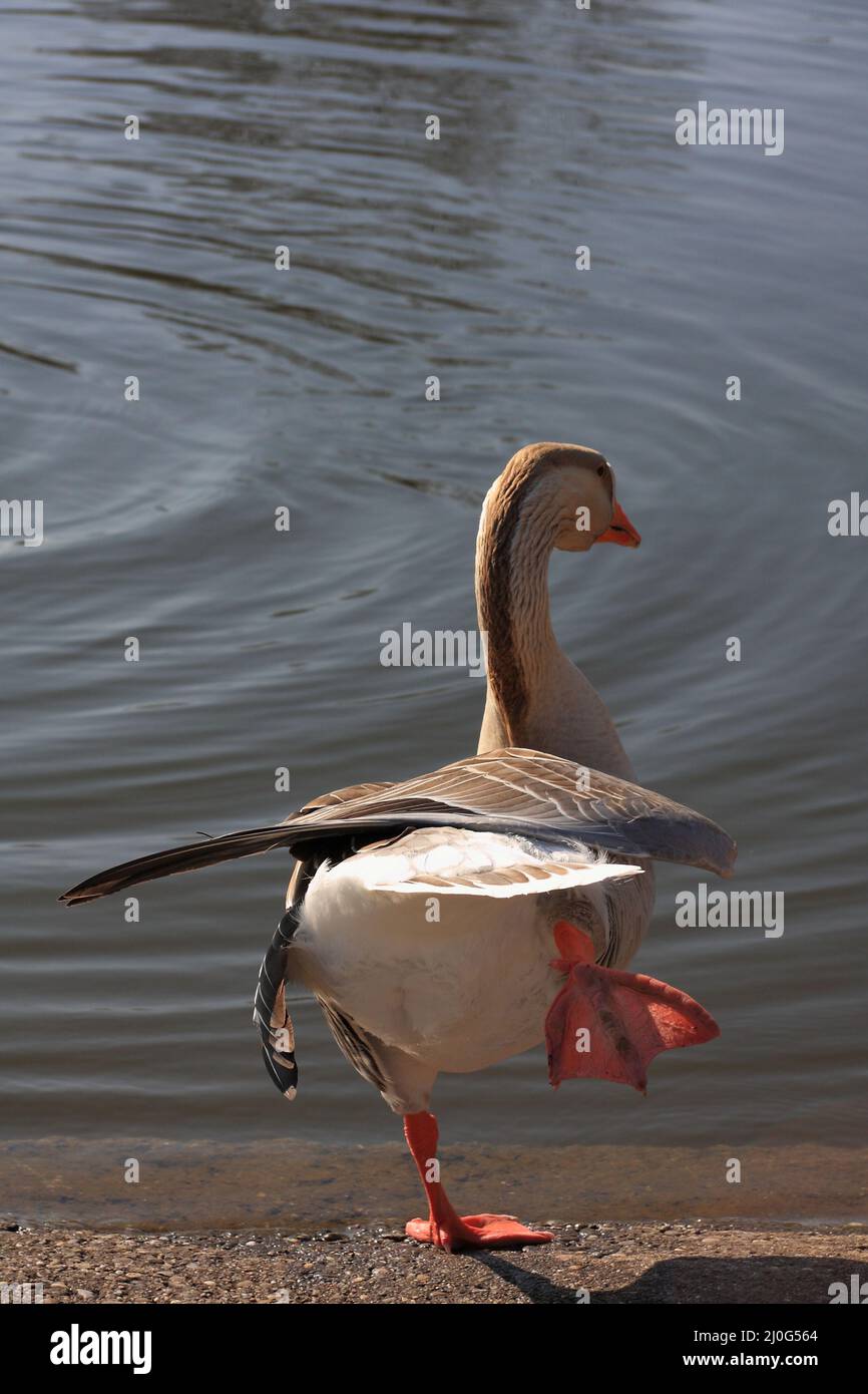 Dance format hi-res stock photography and images - Alamy