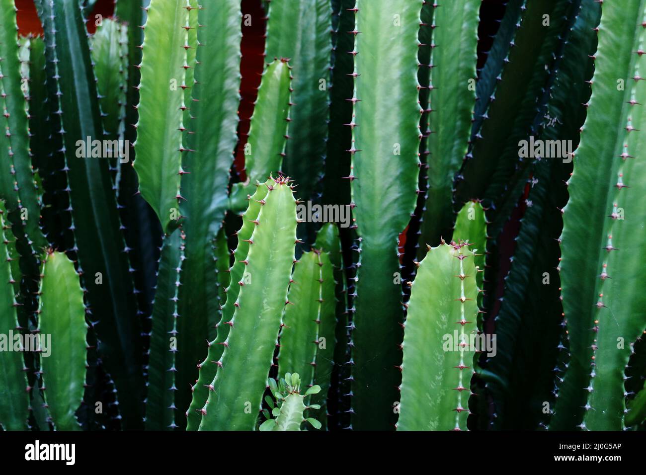 Close up of green columnar barbed wire cactus plants Stock Photo - Alamy