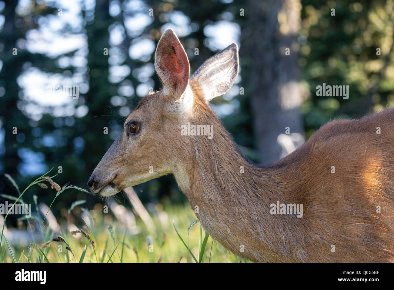 cute doe in golden sun in grassy meadow Stock Photo - Alamy