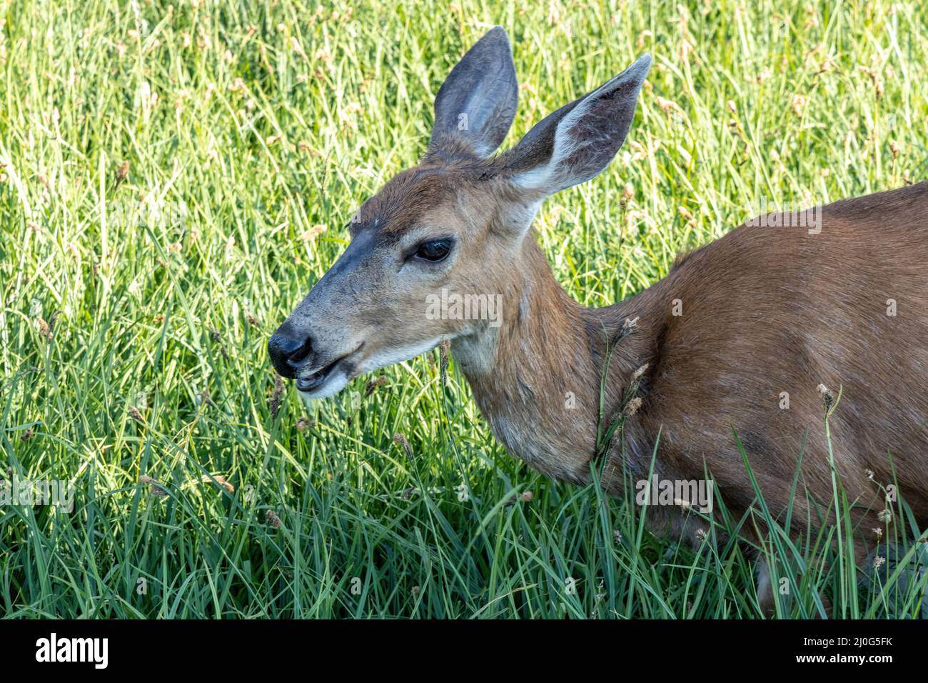 doe eating grass in golden sunlight in summer Stock Photo - Alamy