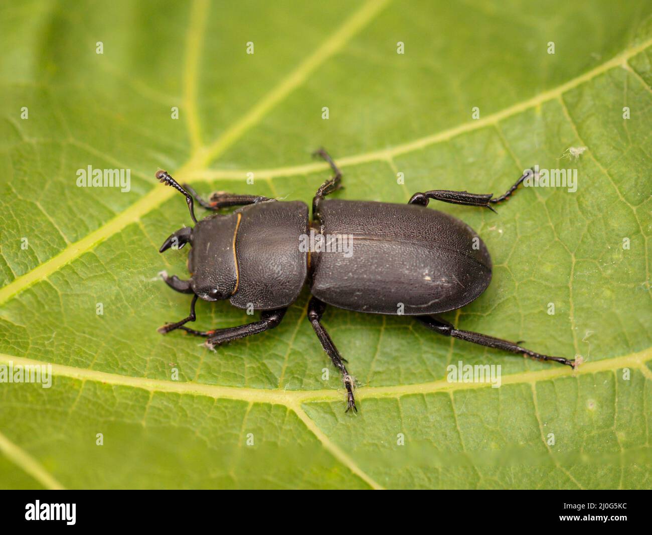 Black beetle close up hi-res stock photography and images - Alamy
