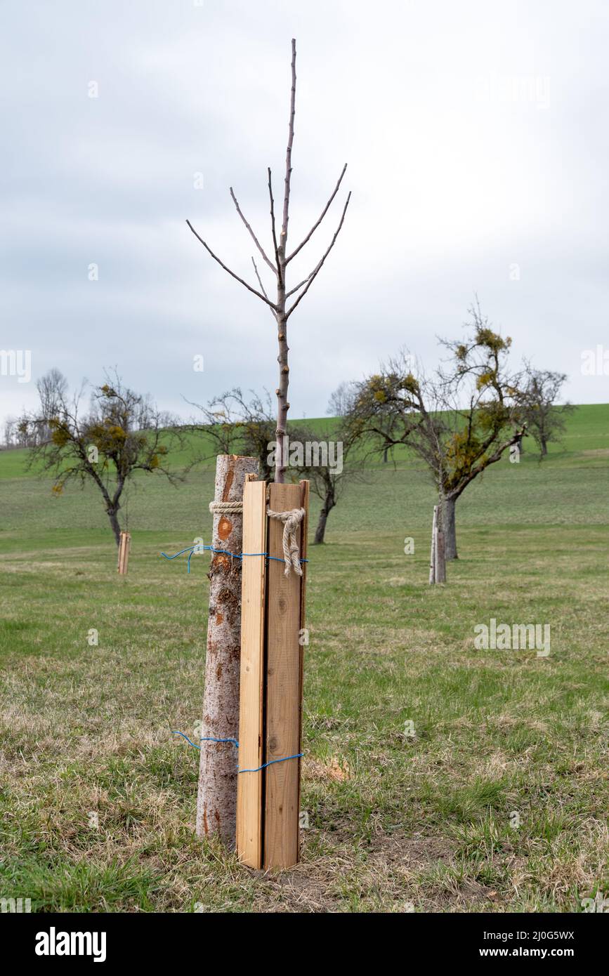 Baumschutzgitter hi-res stock photography and images - Alamy