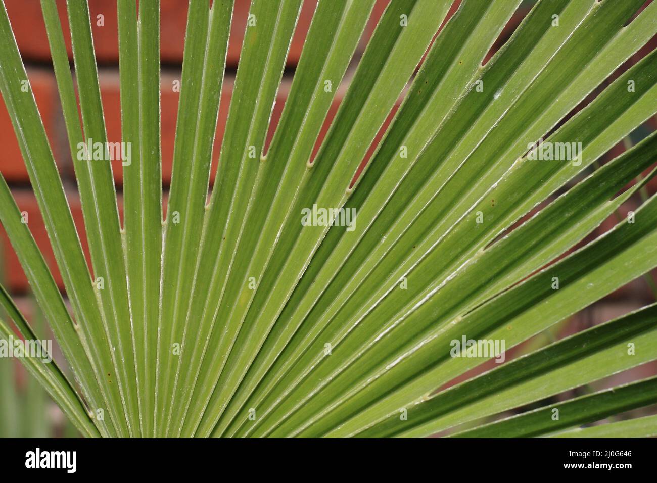 Palm fan hi-res stock photography and images - Alamy