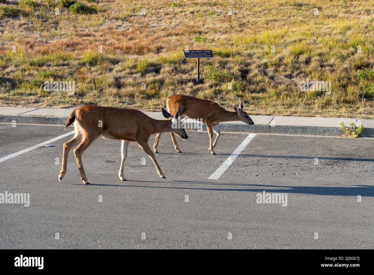 two deer in parking lot in national park Stock Photo - Alamy