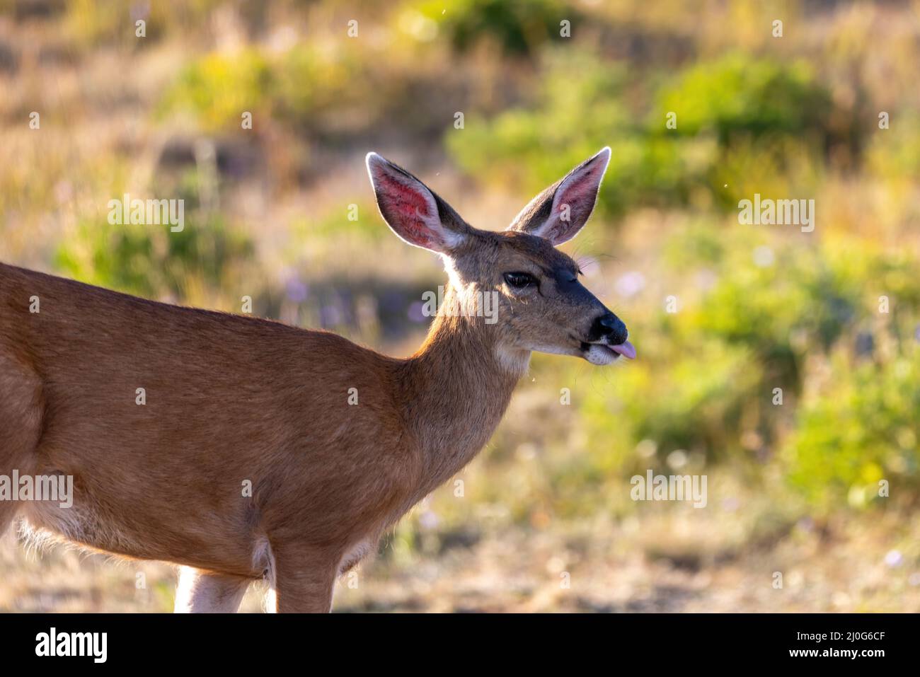 single adult deer walking through a field covered in tall grass Stock ...