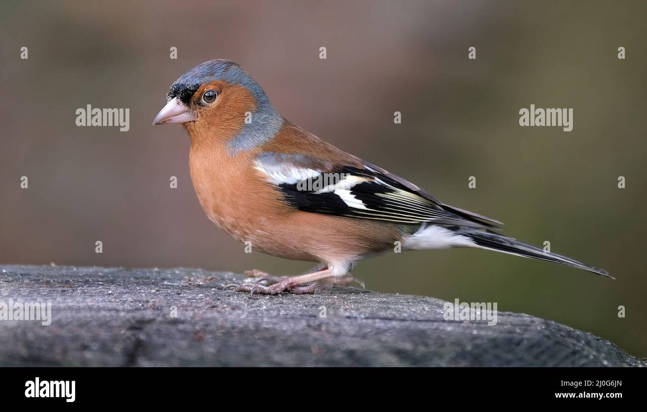 Chaffinch nest hi-res stock photography and images - Alamy