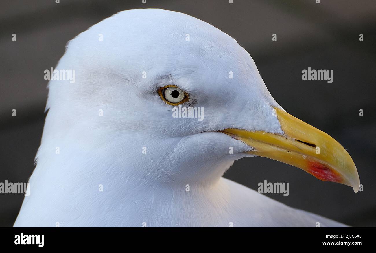 The European herring gull (Larus argentatus) is a large gull, up to 66 ...