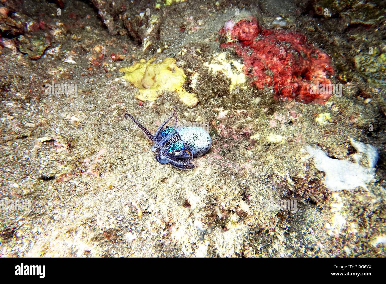 Stub tailed hi-res stock photography and images - Alamy