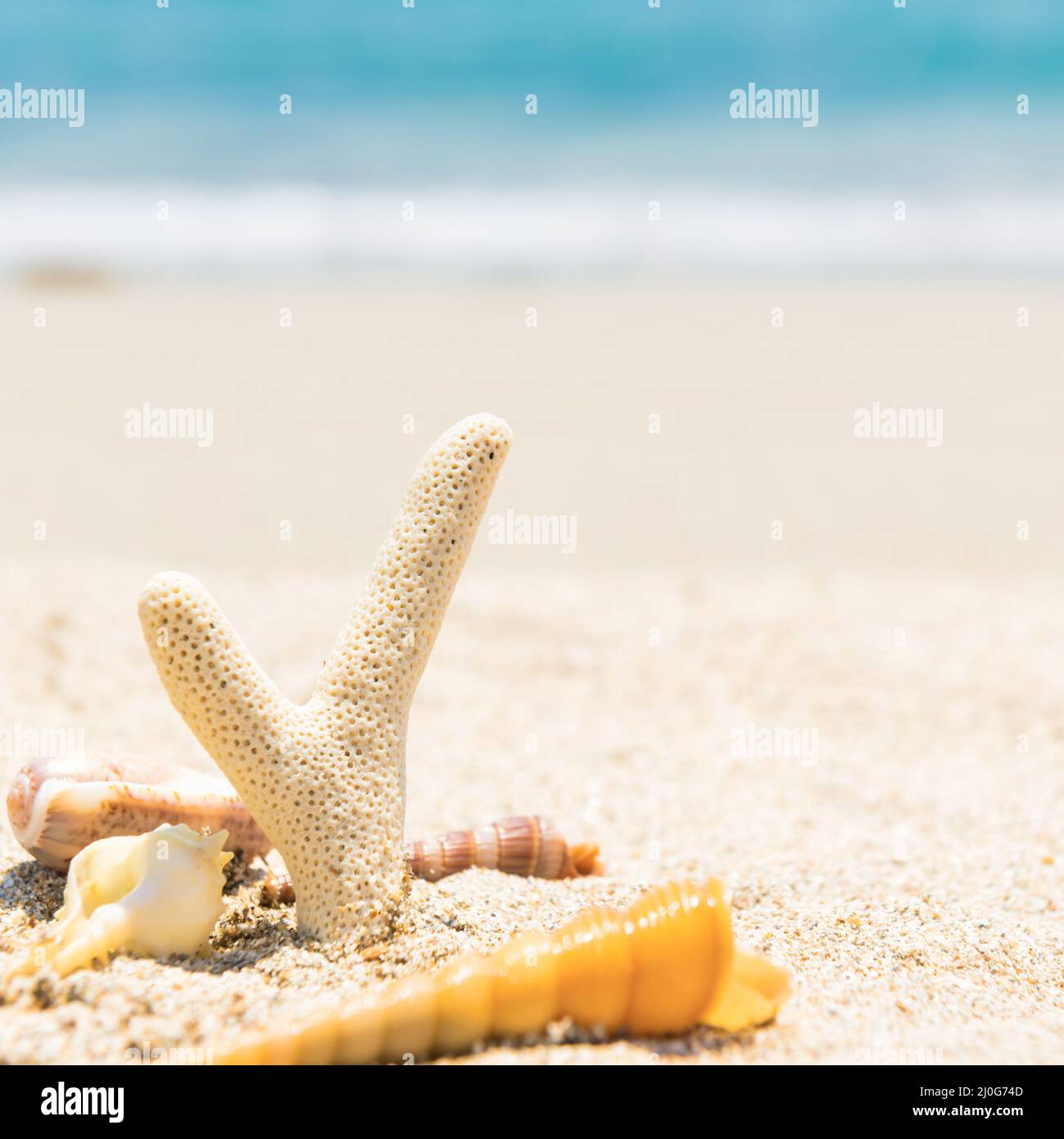 Sea shells on sand beach Stock Photo - Alamy