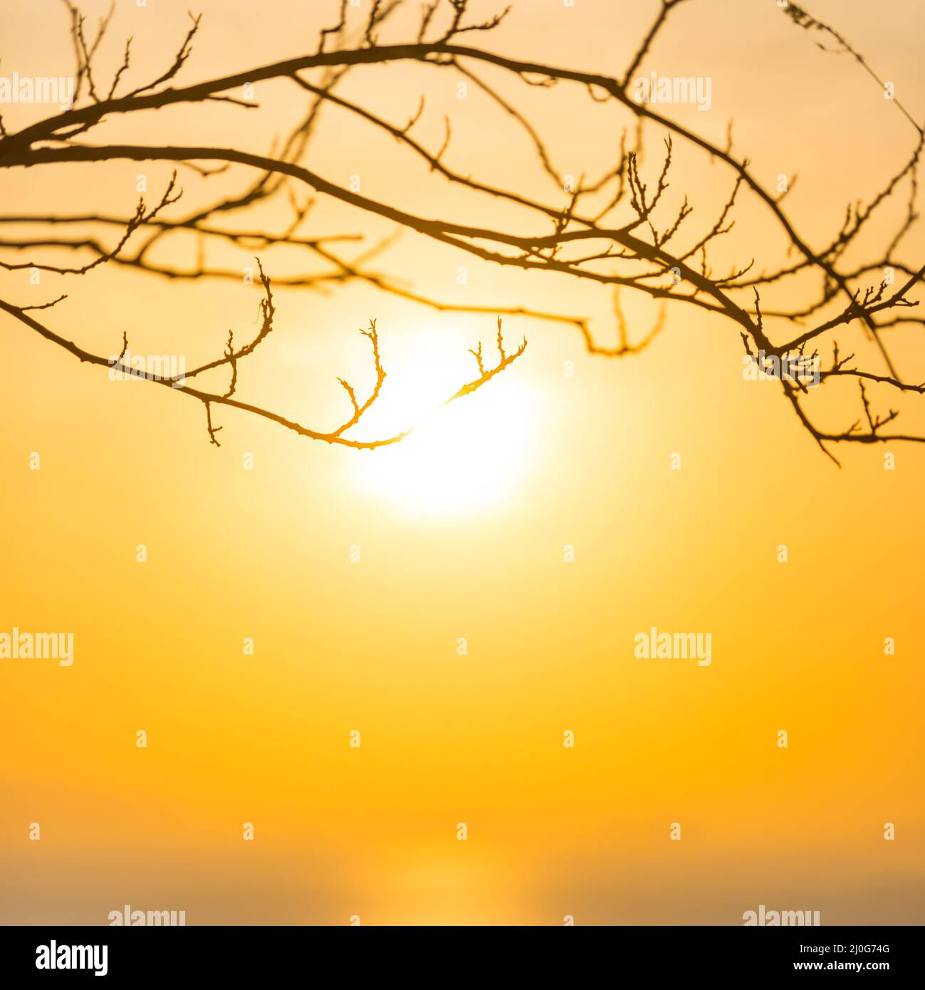 Silhouette tropical forest branches hi-res stock photography and images ...