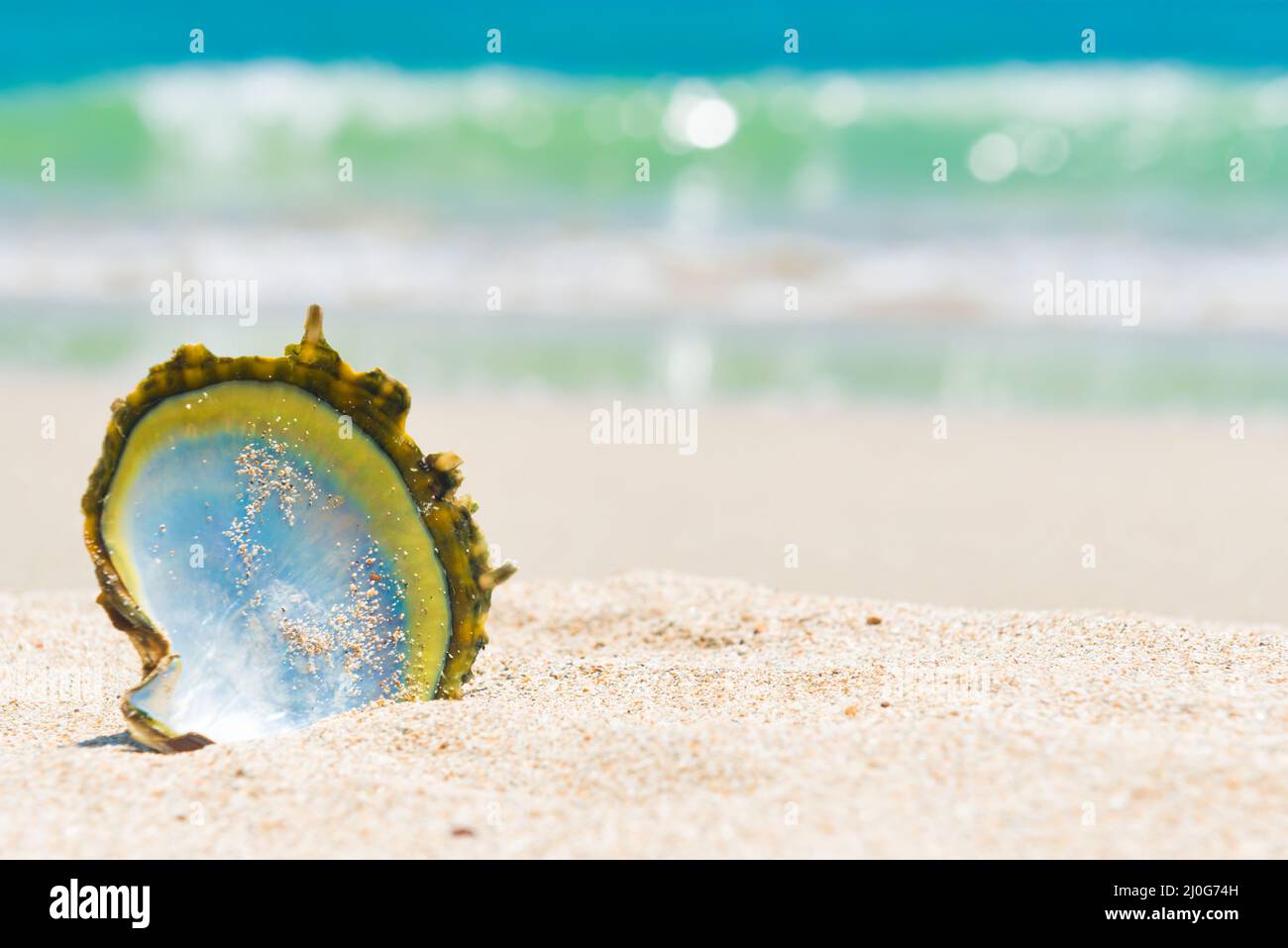 Sea shells on sand beach Stock Photo - Alamy