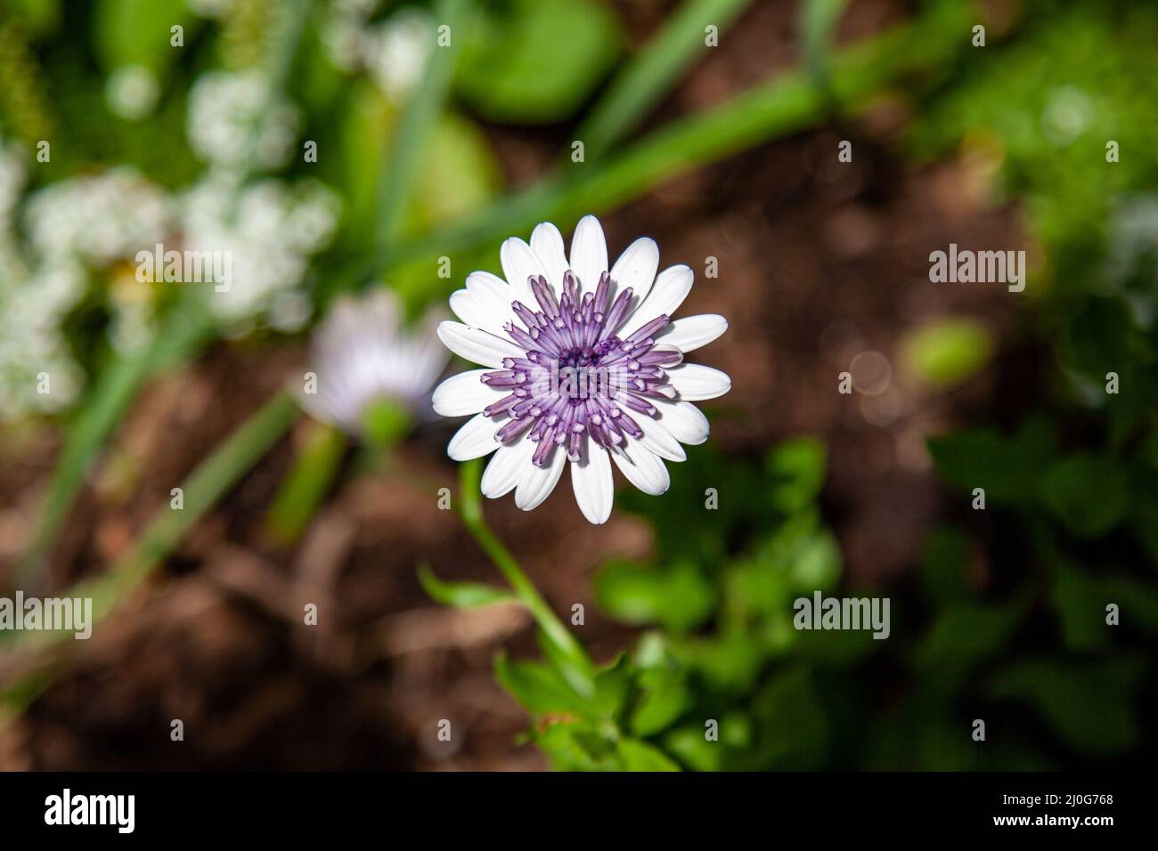Top view of the African Daisy in the garden on a blurry background of ...