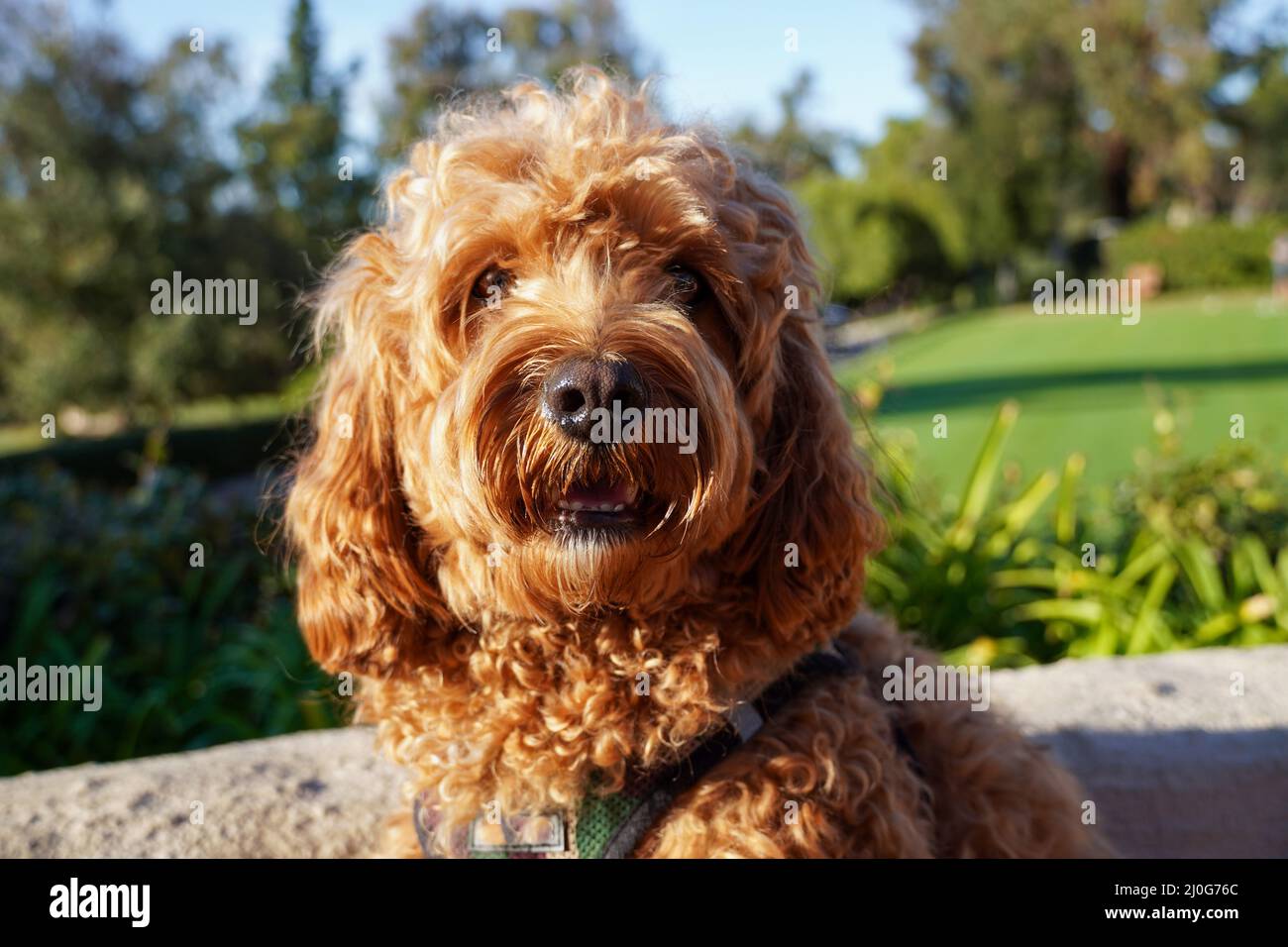Cavapoo dog at the park, mixed -breed of Cavalier King Charles Spaniel ...