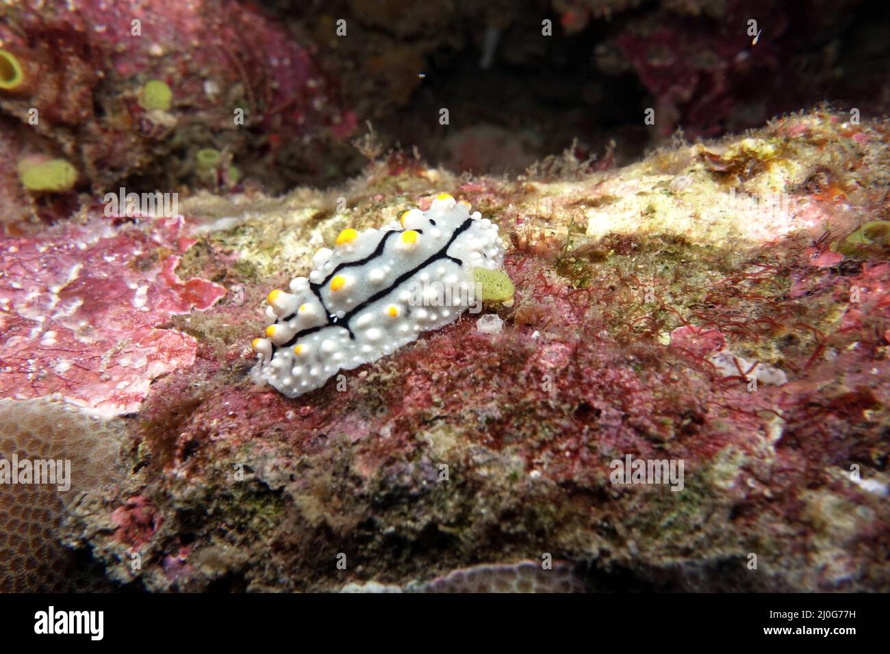 Elegant Phyllidia - Phyllidia elegans Stock Photo - Alamy