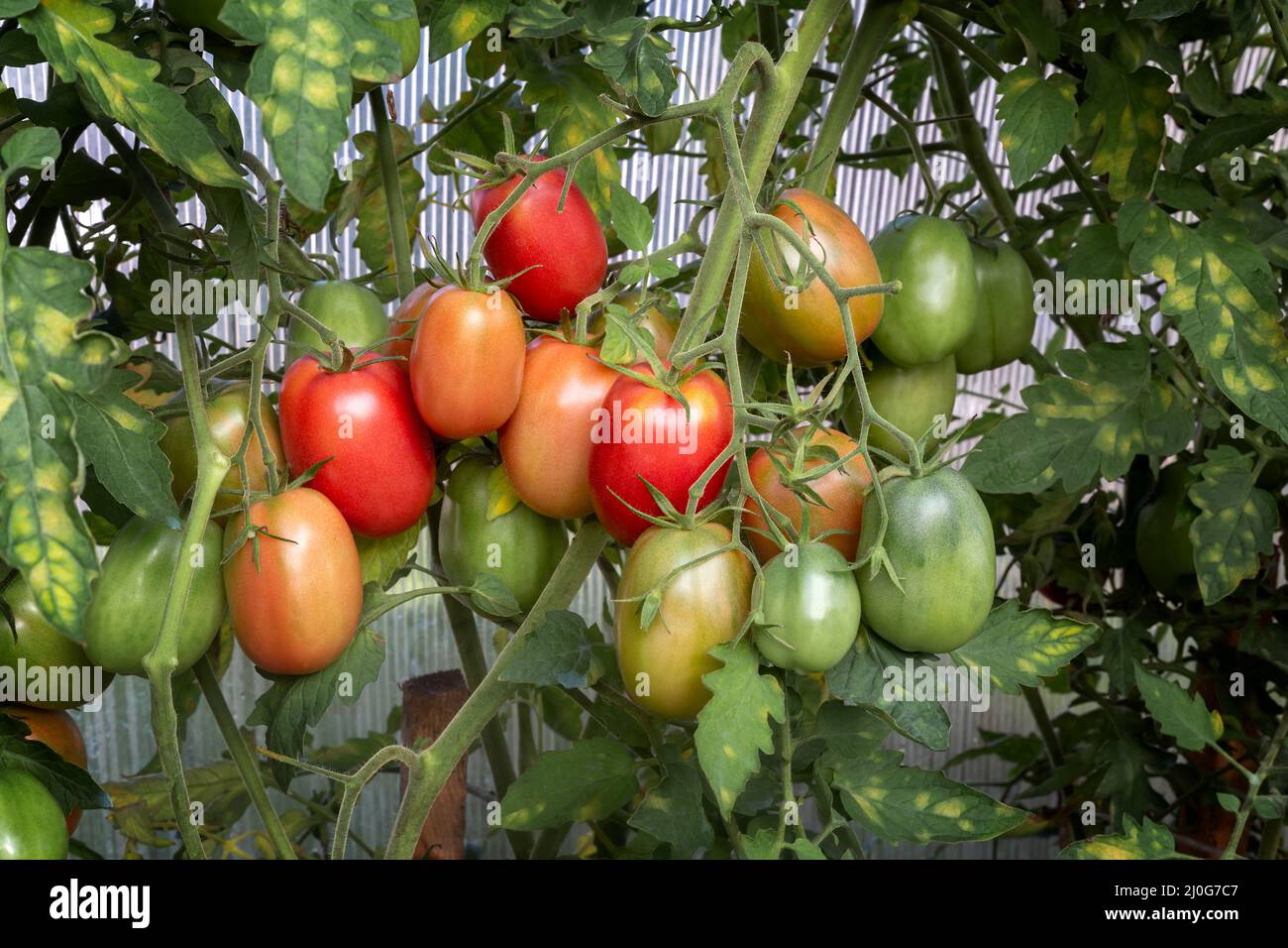 Tomatoes ripen on the branches of a Bush Stock Photo - Alamy