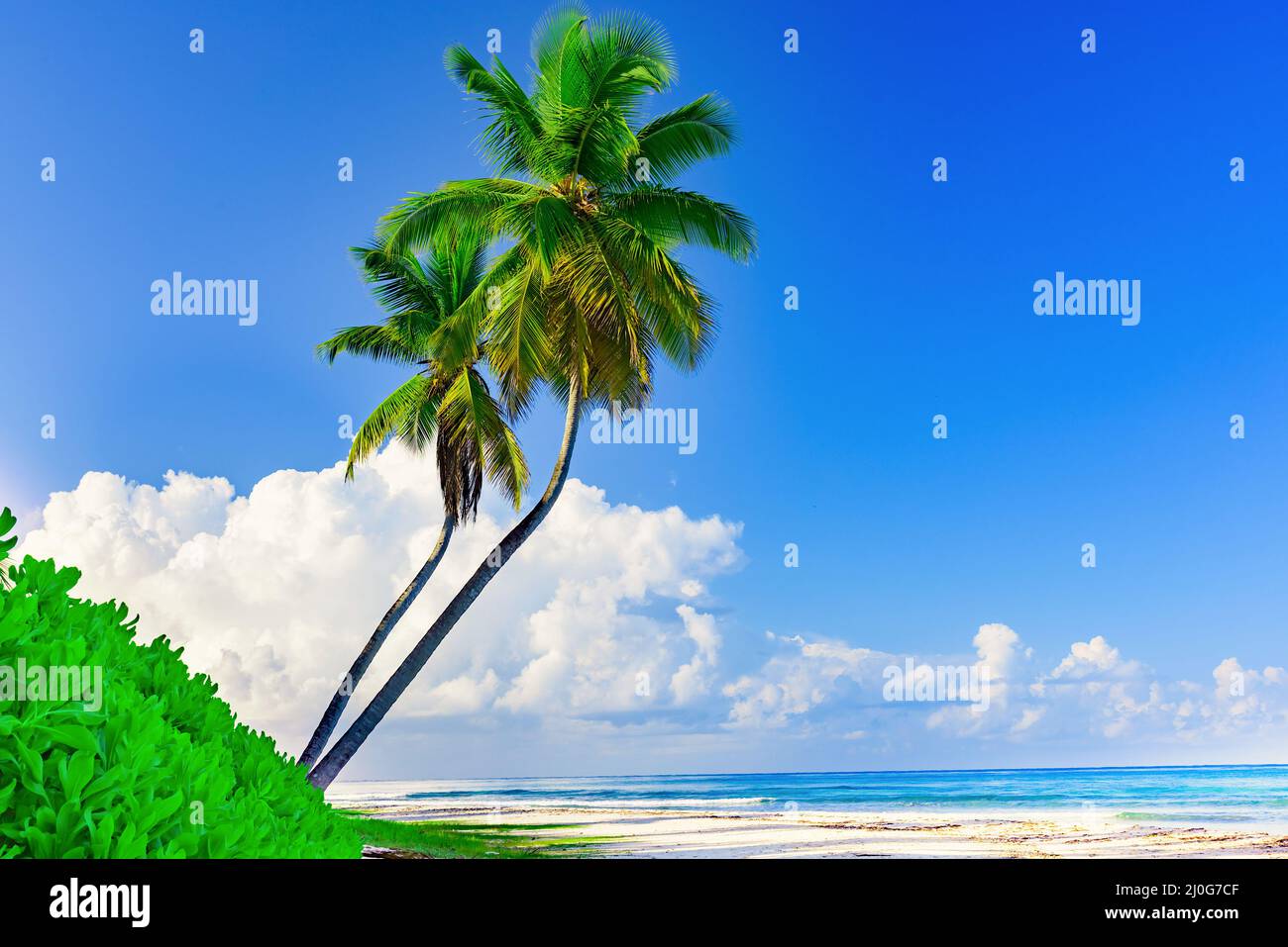 Palm tree paradise island hi-res stock photography and images - Alamy
