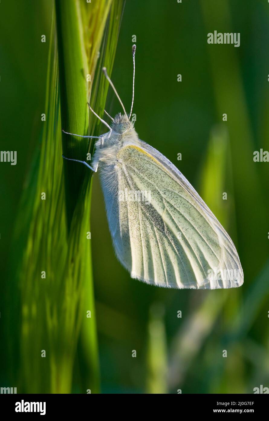 Plant green insect hi-res stock photography and images - Alamy