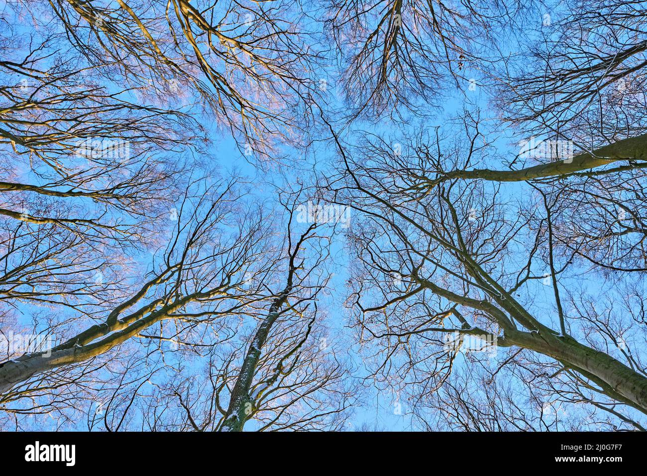 View upwards to the top of some beech trees, seen in a german forest ...