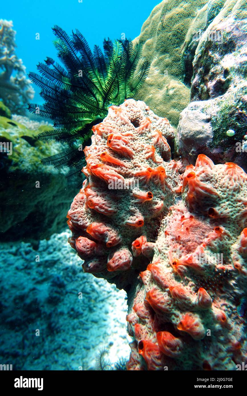 Monanchora hi-res stock photography and images - Alamy