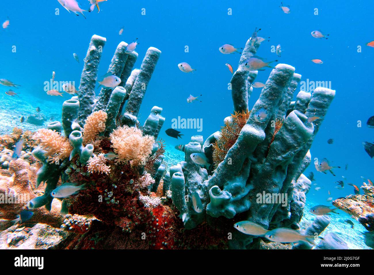 Blue-grey tubular sponge - Haliclona fasciger Stock Photo - Alamy