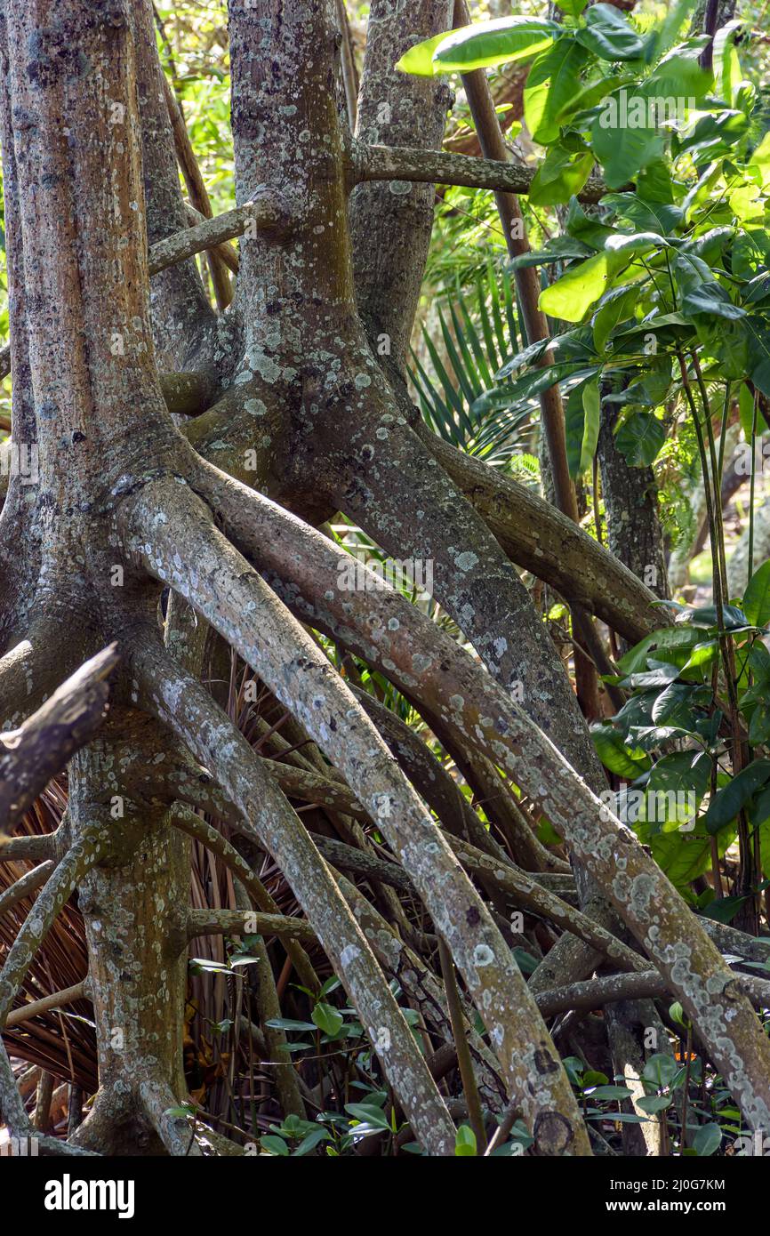 Roots and vegetation typical of mangroves Stock Photo - Alamy