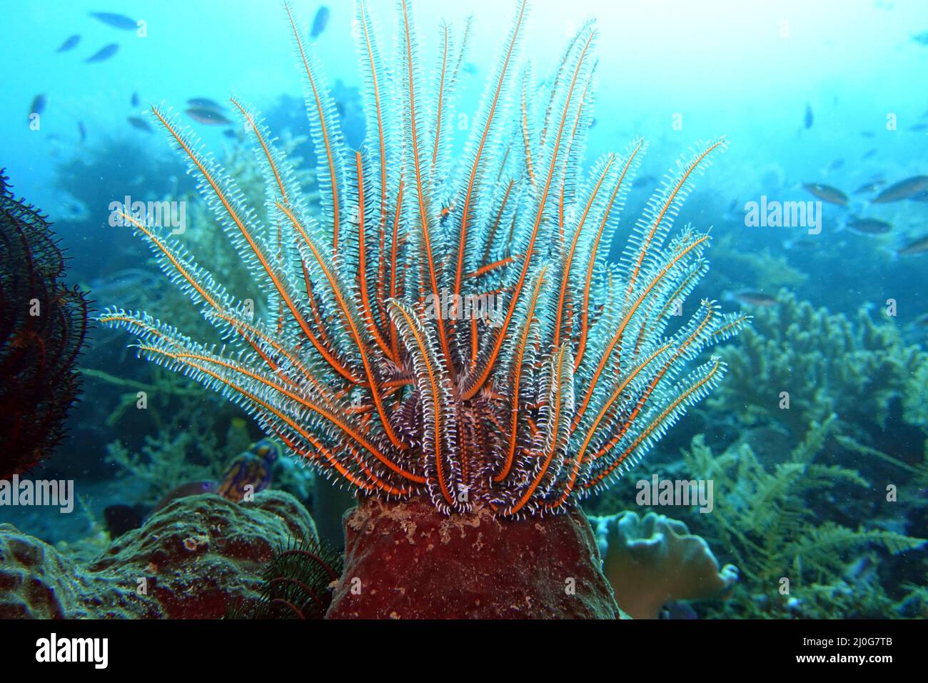 Feather star or sea lily on the coral reef Stock Photo - Alamy