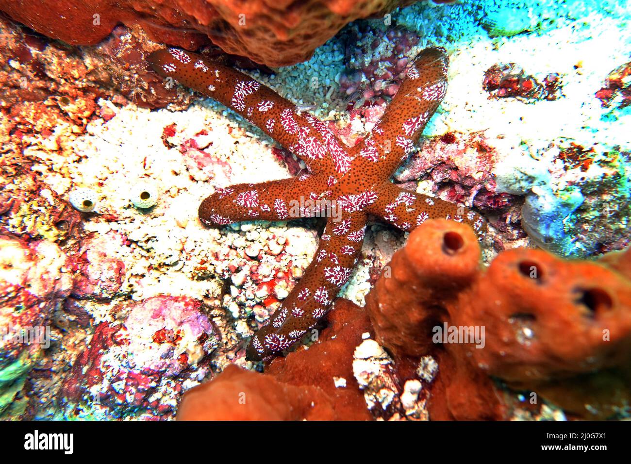 Luzon starfish (Echinaster luzonicus) with ribbed jellyfish (Coeloplana ...