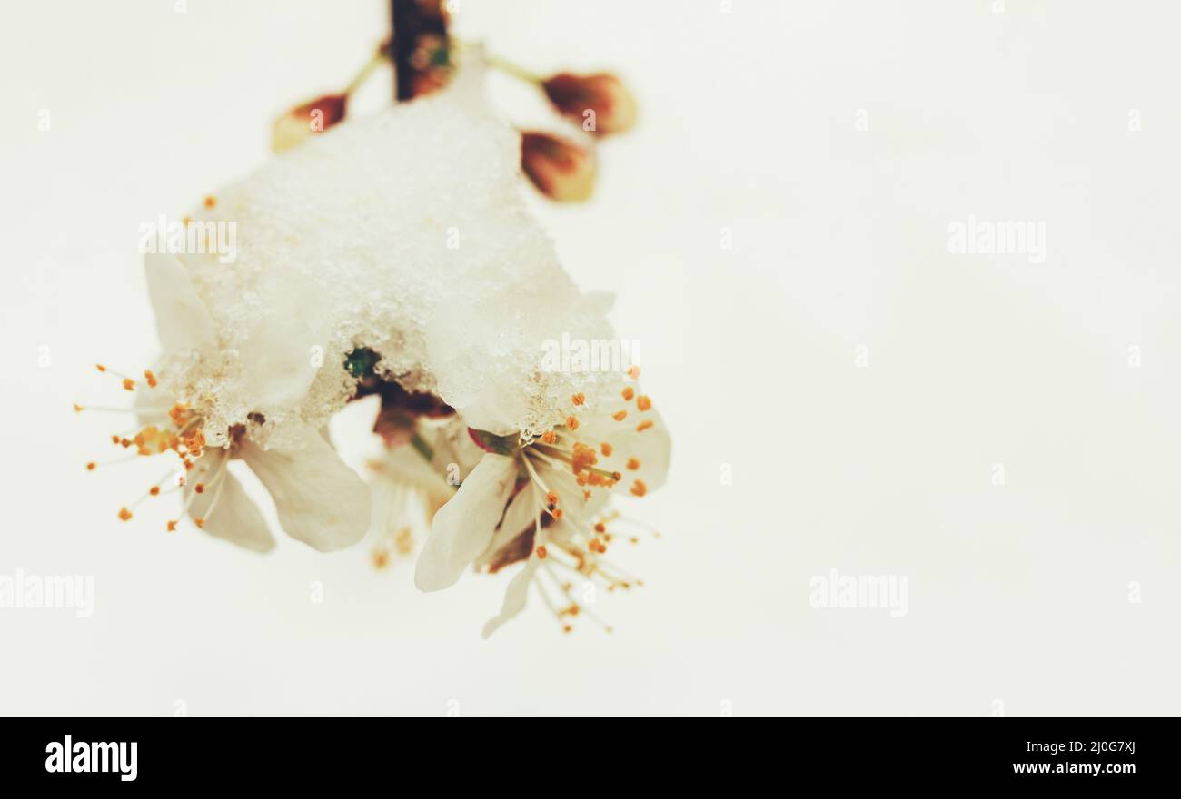 Macro photo of a branch of a flowering fruit tree in the snow with a ...