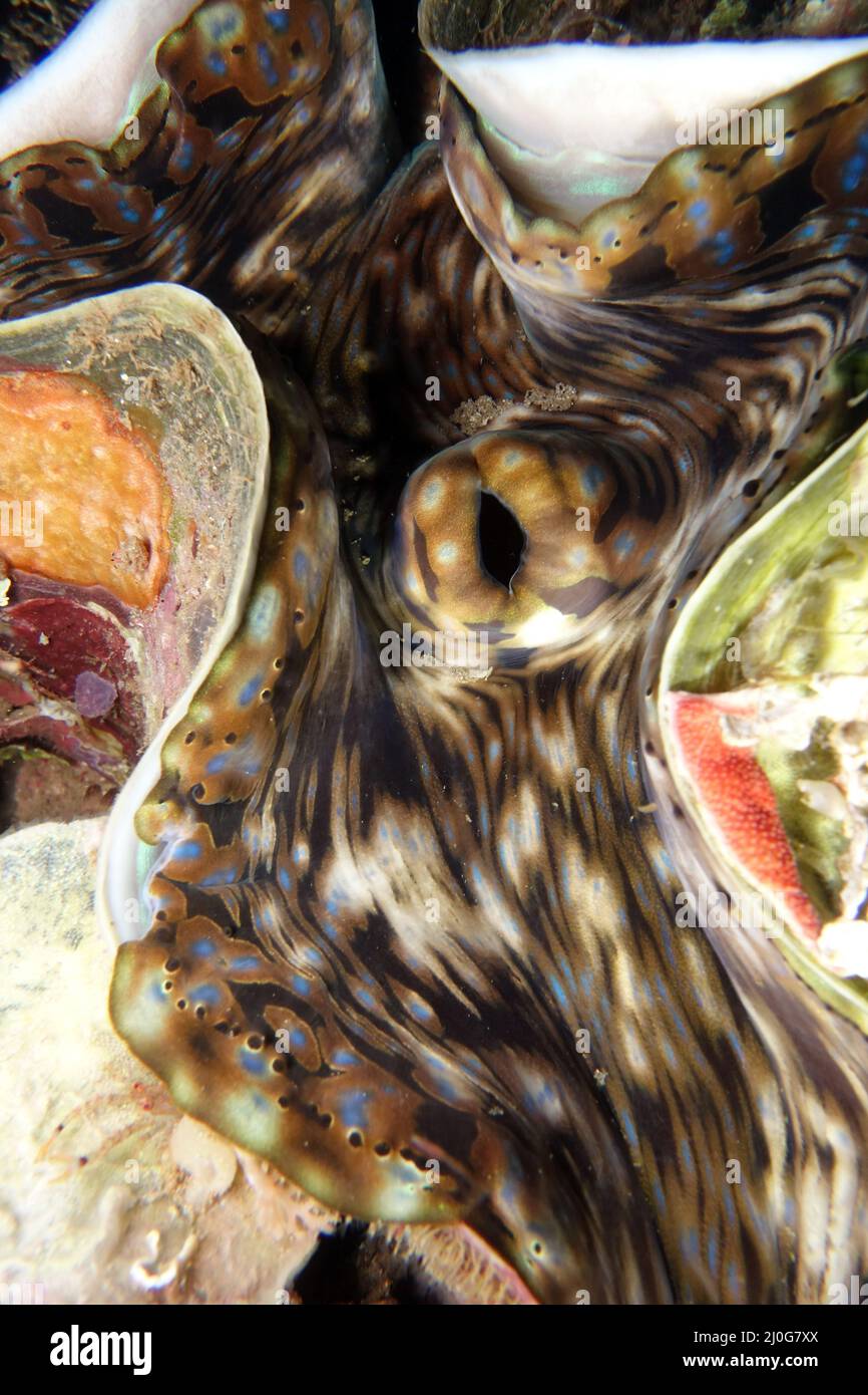 Giant clam - Tridacna squamosa Stock Photo - Alamy
