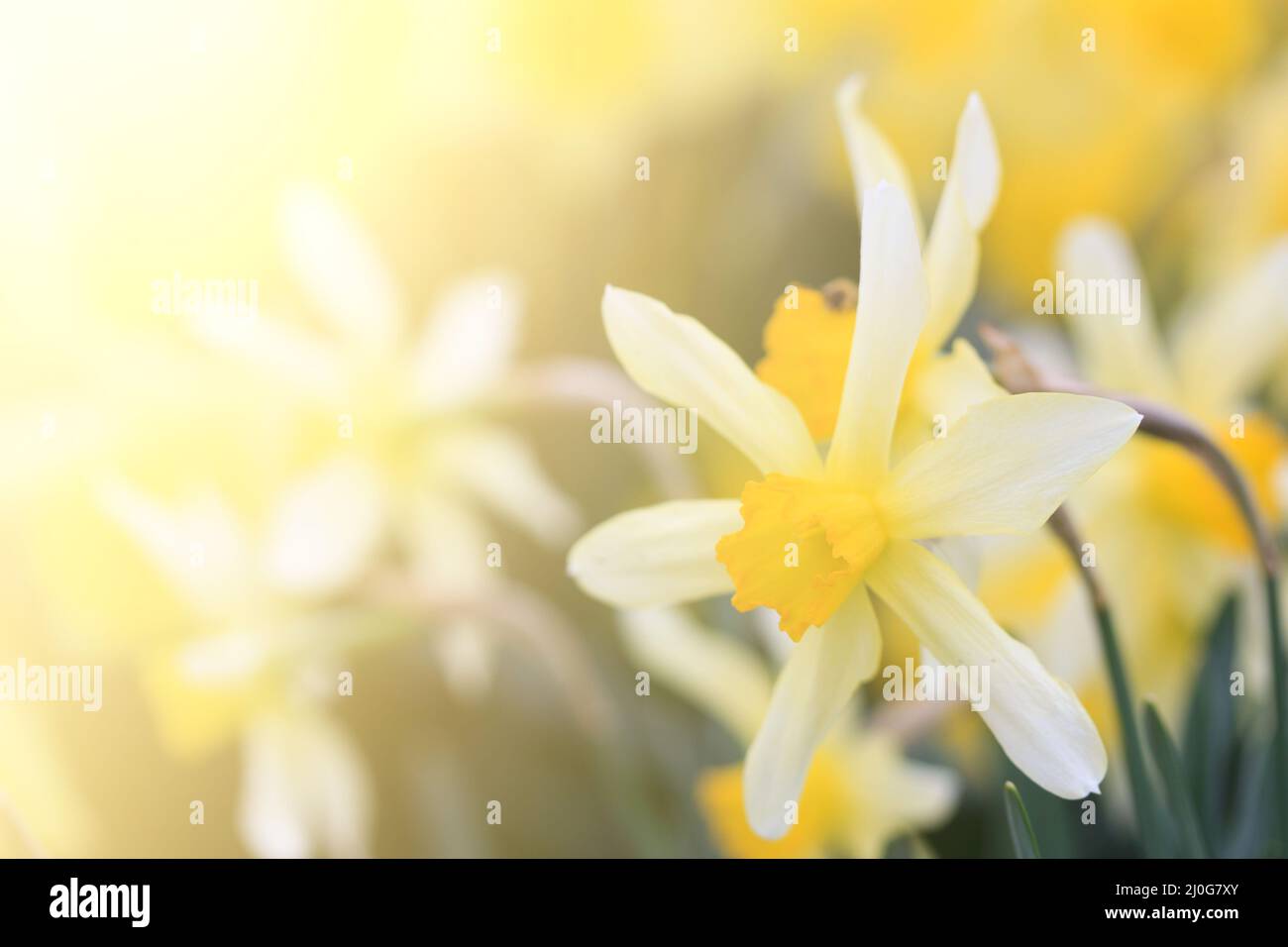 Warm flower hi-res stock photography and images - Alamy