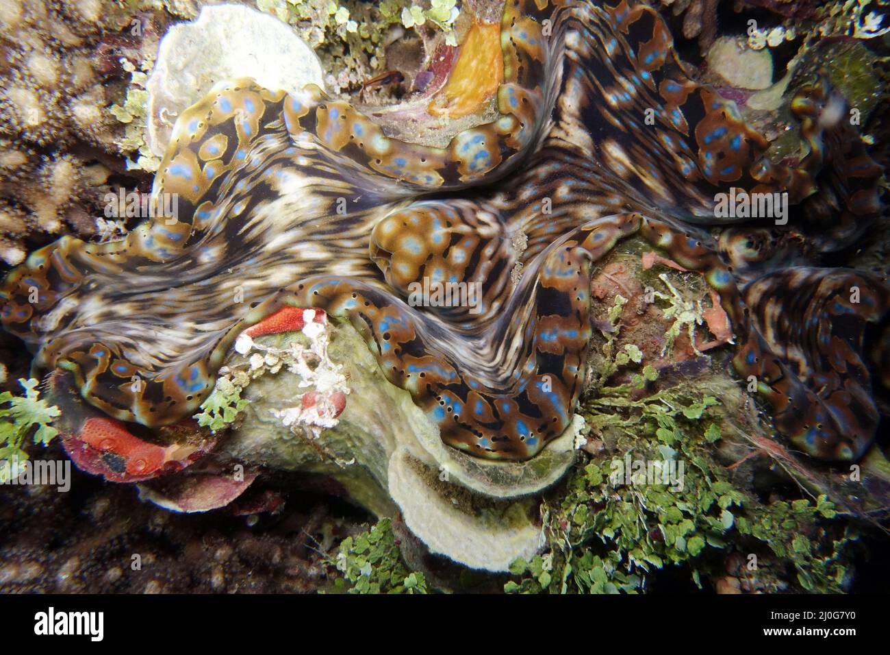 Giant clam - Tridacna squamosa Stock Photo - Alamy