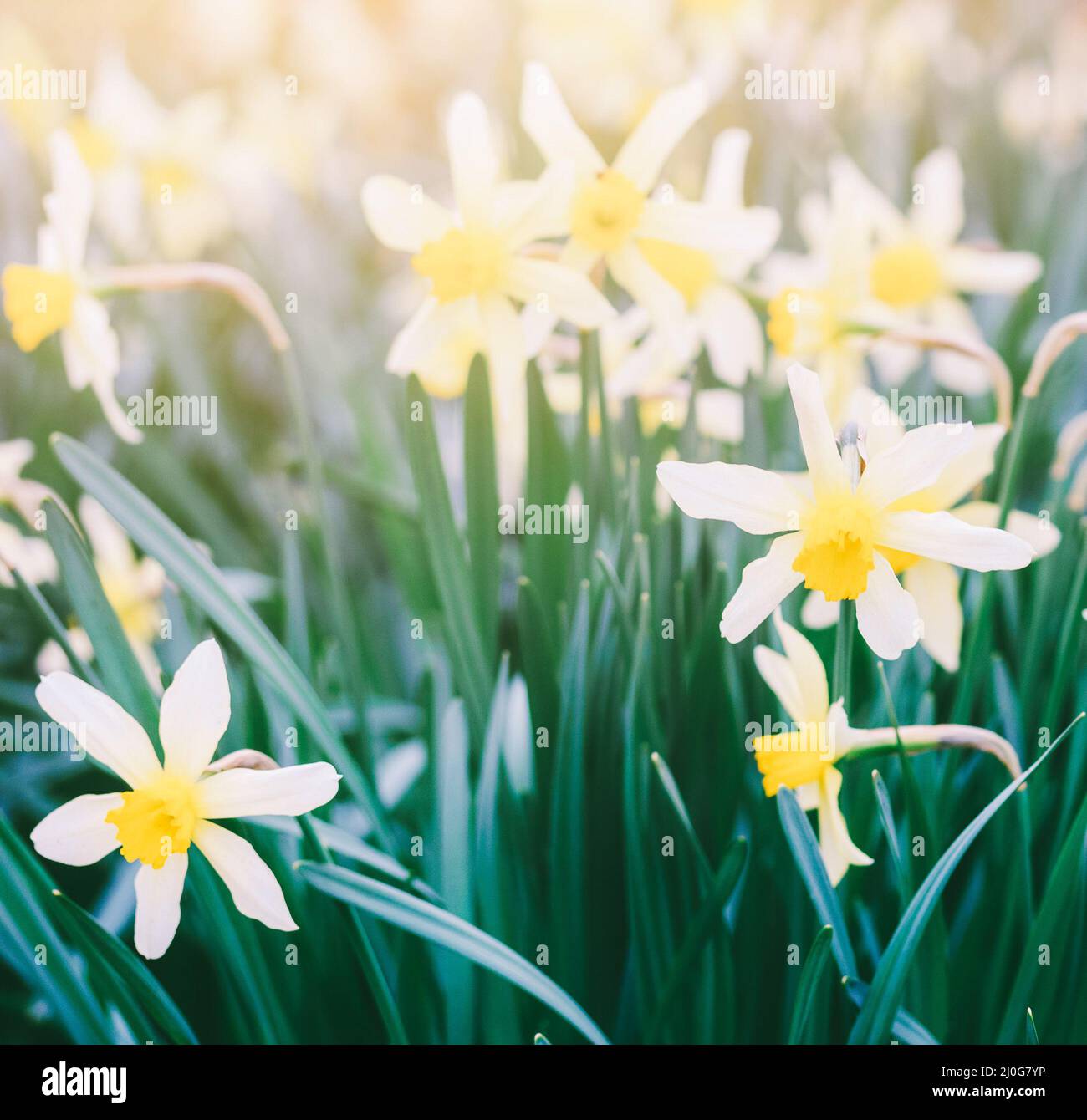 Beautiful flowers of daffodils on a spring sunny morning Stock Photo ...