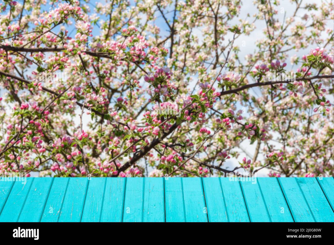 Spring background with flowering apple tree and Light turquoise wooden ...