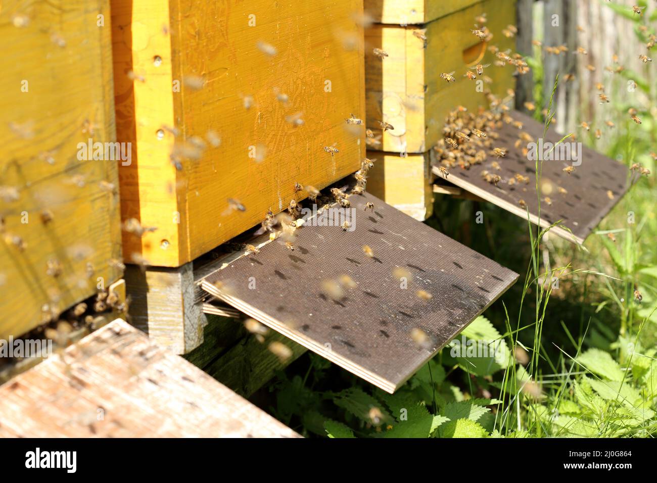 Bees approaching the hive Stock Photo - Alamy