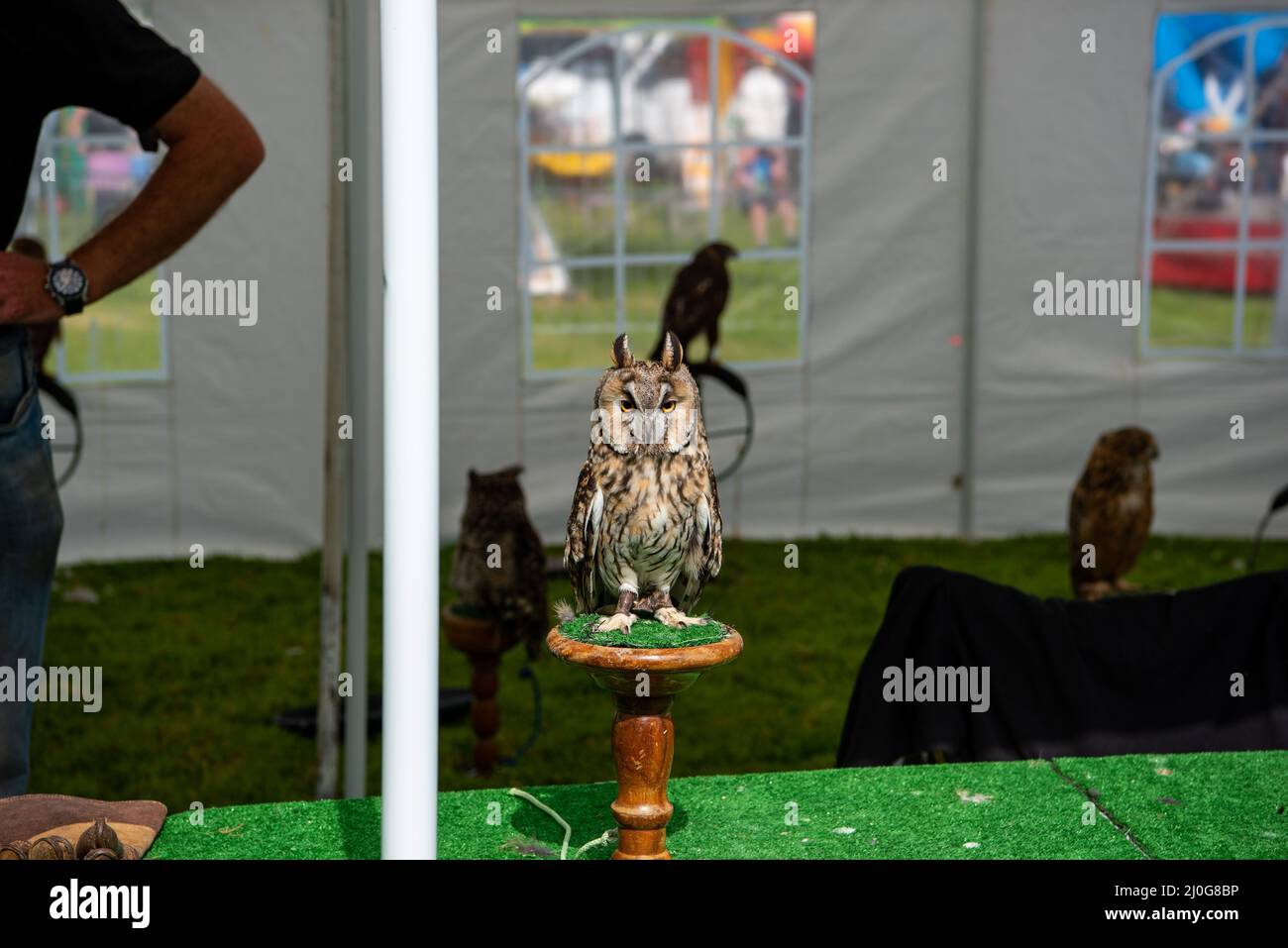 View of long-eared owl standing on a perch in white tent background ...