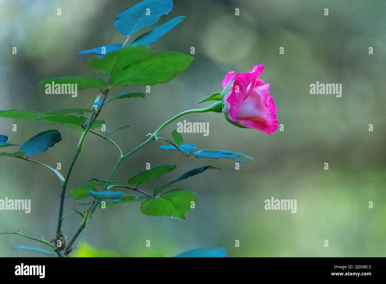 light pink center and dark pink edges rose blooming Stock Photo - Alamy