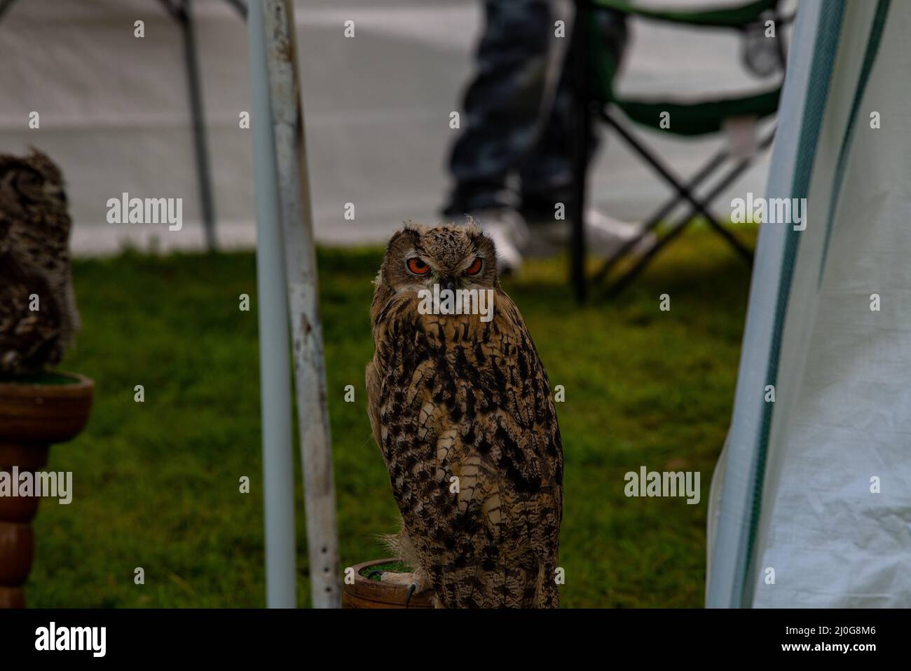 View of owl standing on a perch and looking side Stock Photo - Alamy
