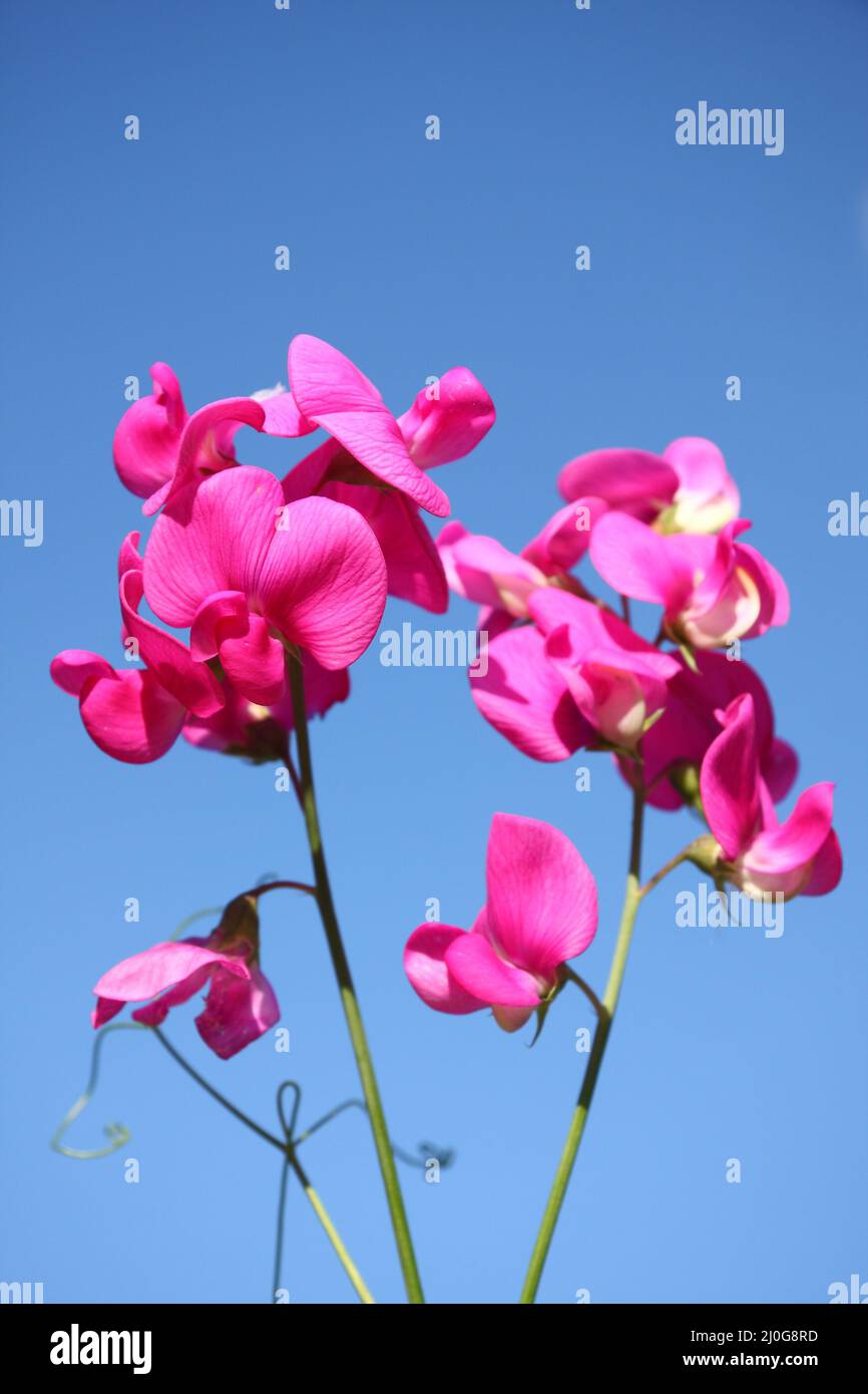 Lathyrus latifolius flowers hi-res stock photography and images - Alamy