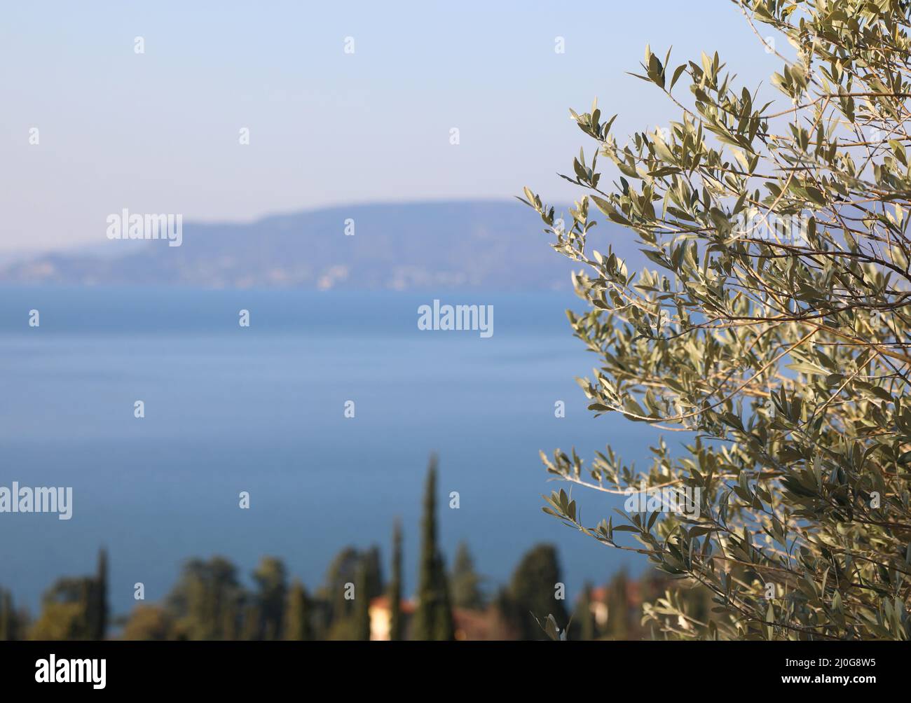 olive branch and the panorama of Lake Garda where an excellent olive ...