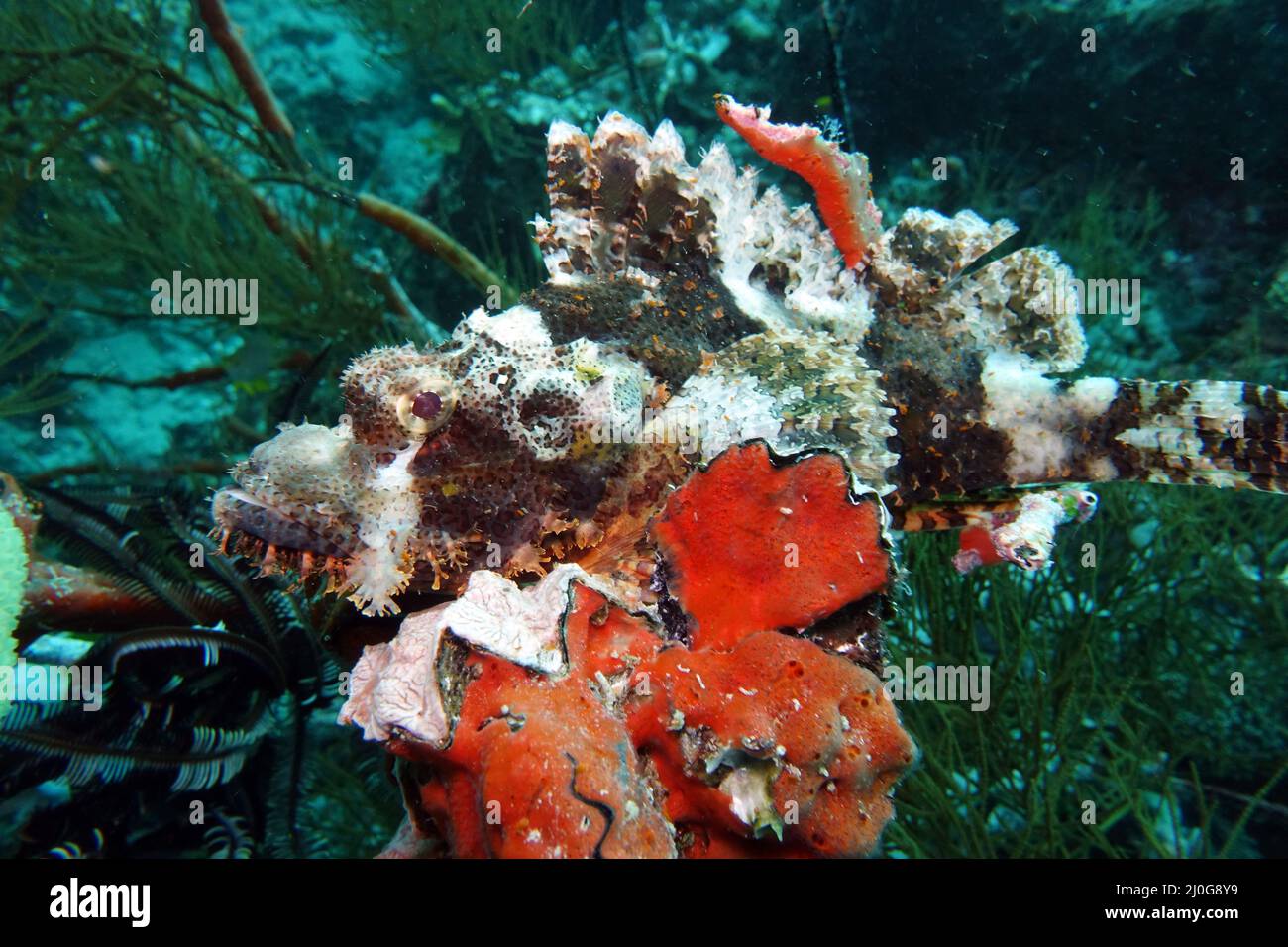 Scorpaenopsis oxycephala fringed dragonhead, bearded dragonhead on a ...
